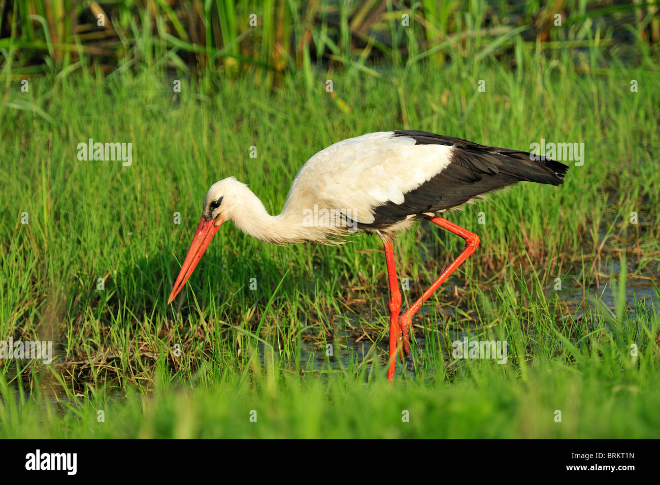 Storks stork in the Biebrza River Reservation in Podlasie Region ...