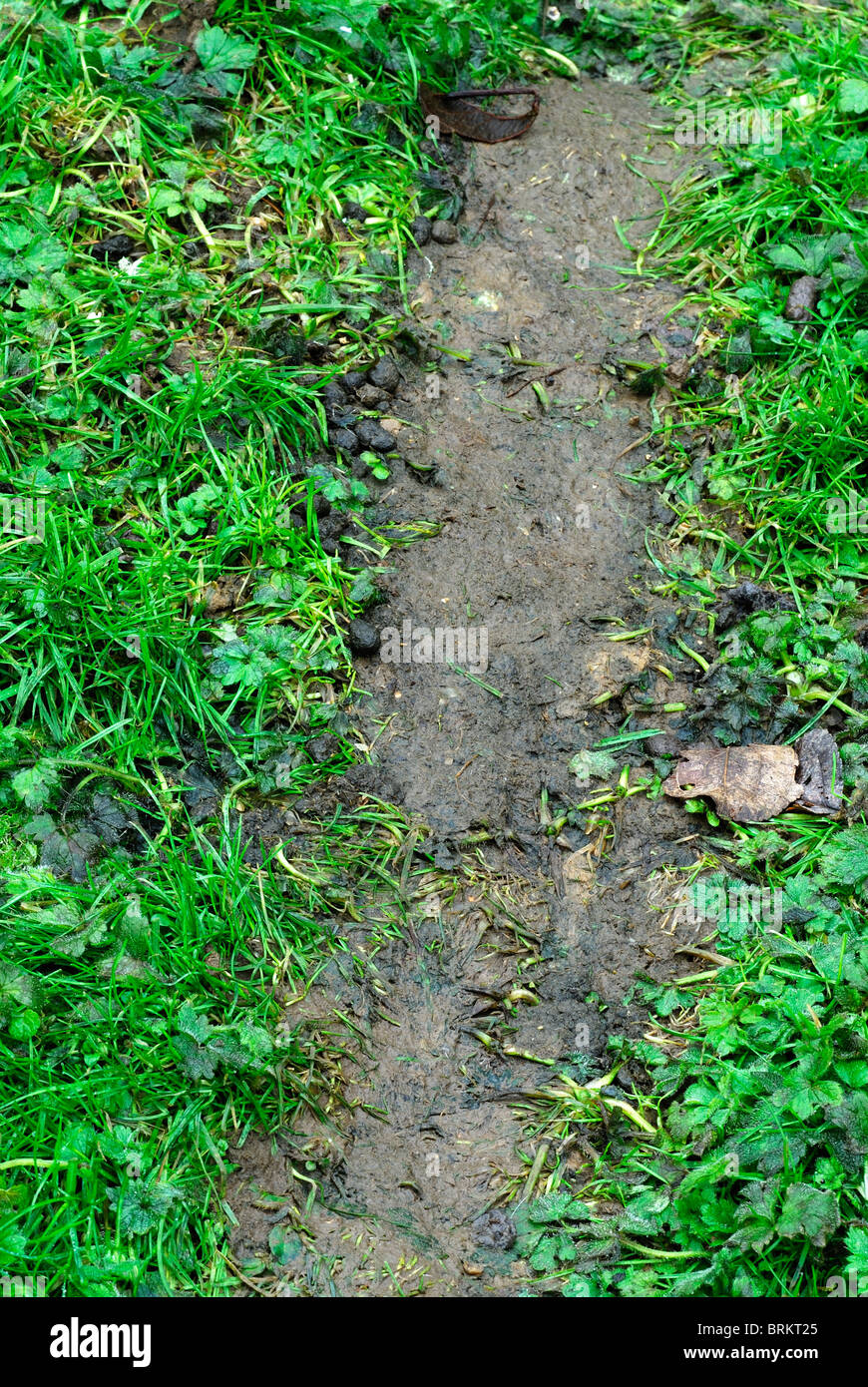 Rat Run High Resolution Stock Photography and Images - Alamy