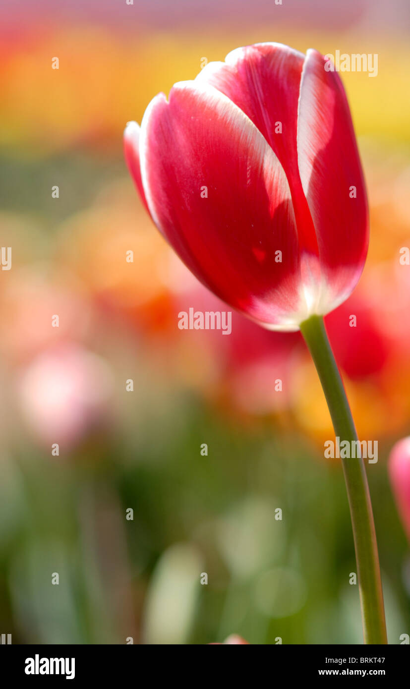 Single flower in a tulip field Stock Photo - Alamy