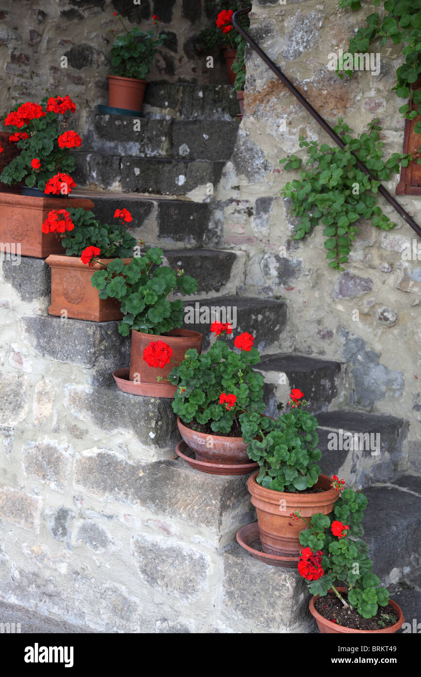 Geraniums in pots hi-res stock photography and images - Alamy