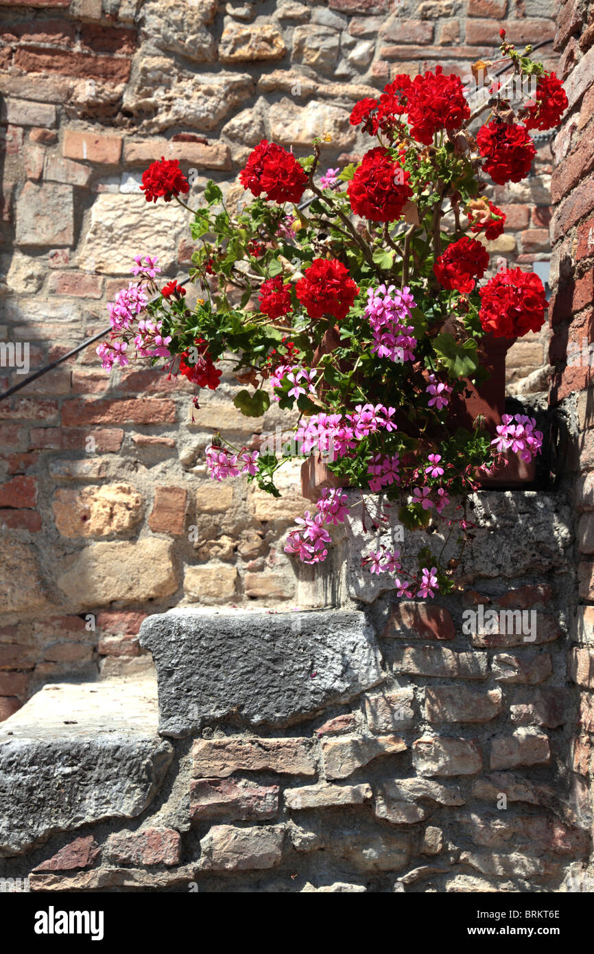 Geraniums in pot on steps of stone house, Bagno Vignoni, Tuscany, Italy ...