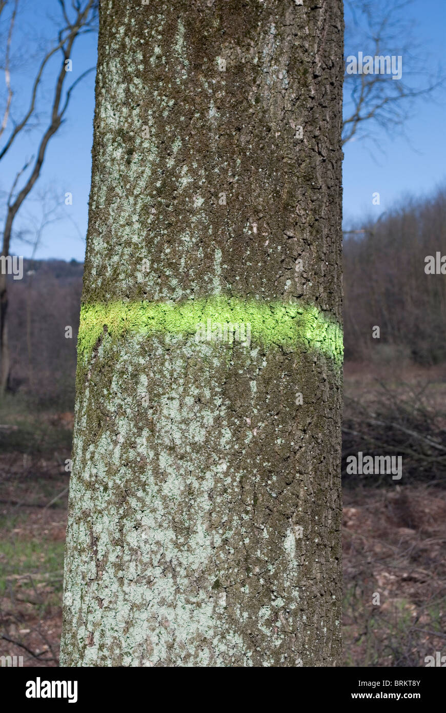 painted yellow sign on tree trunk Stock Photo - Alamy