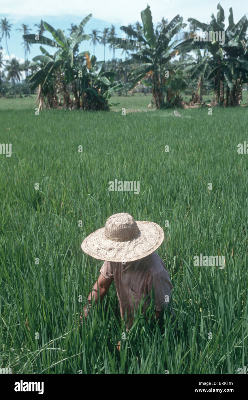 PHILIPPINES ORGANIC RICE FARMER IN THE ISLAND OF MINDANAO Stock Photo ...