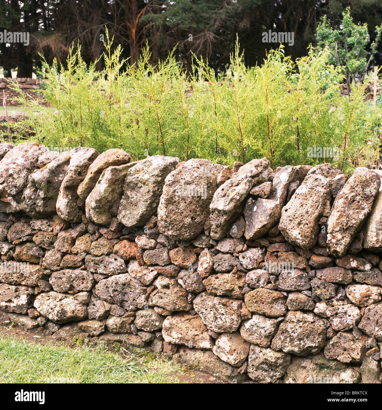 Lawson cypress hedge hi-res stock photography and images - Alamy