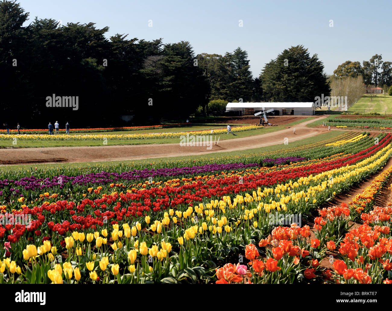 Tulip farm hi-res stock photography and images - Alamy