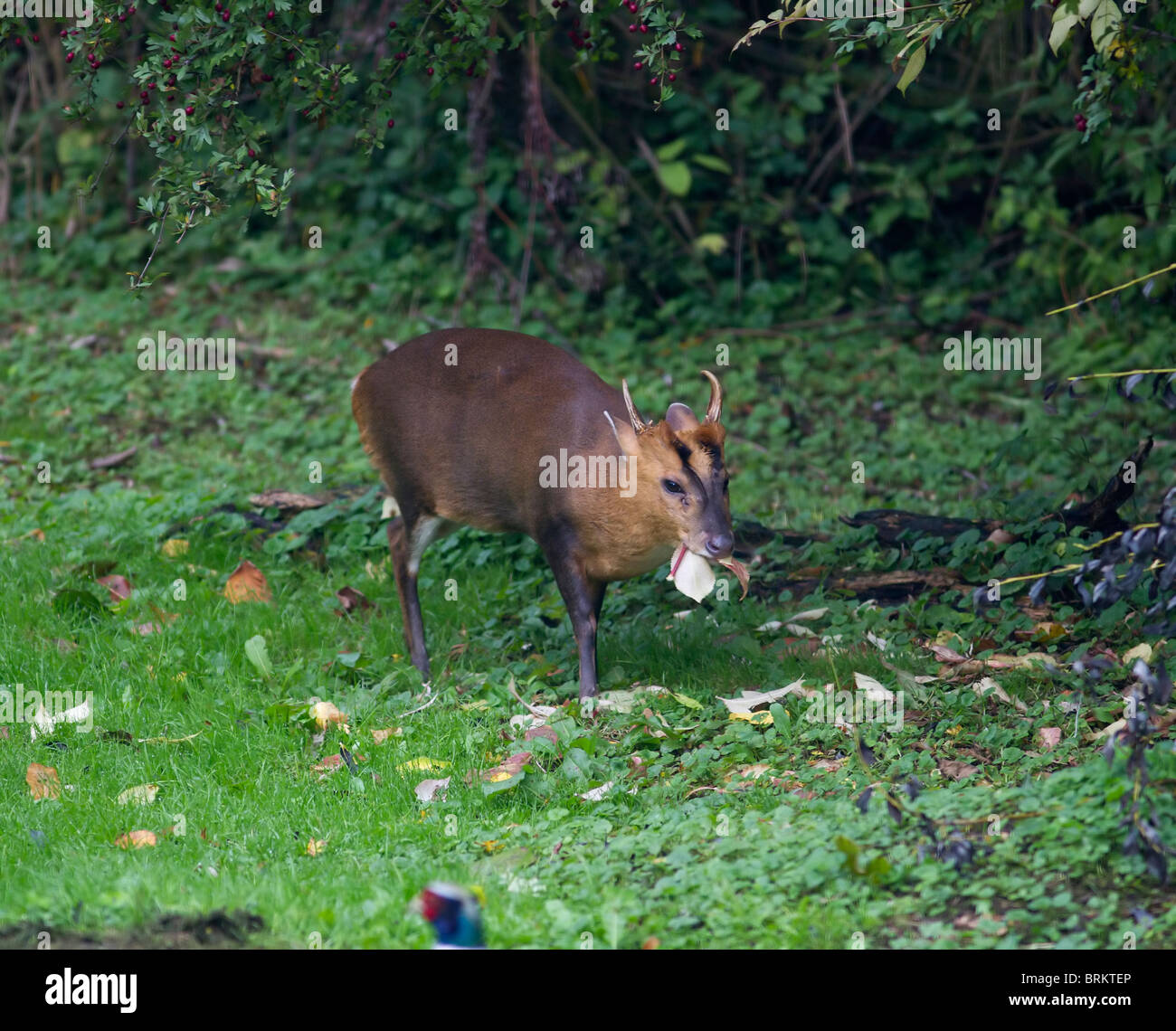 Male Muntjac also called Barking Deer Muntiacus reevesi eating leeves ...