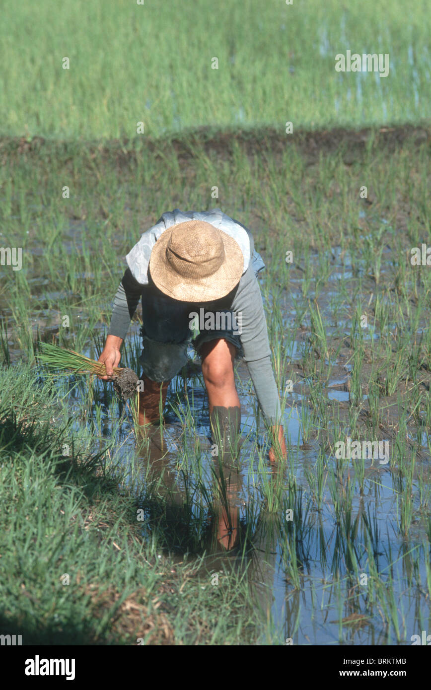 PHILIPPINES ORGANIC RICE FARMER IN THE ISLAND OF MINDANAO Stock Photo ...
