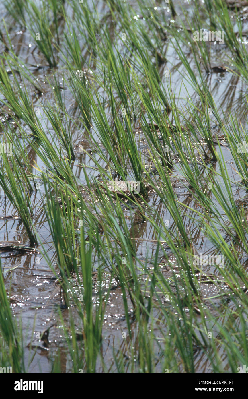 Mindanao plantation hi-res stock photography and images - Alamy