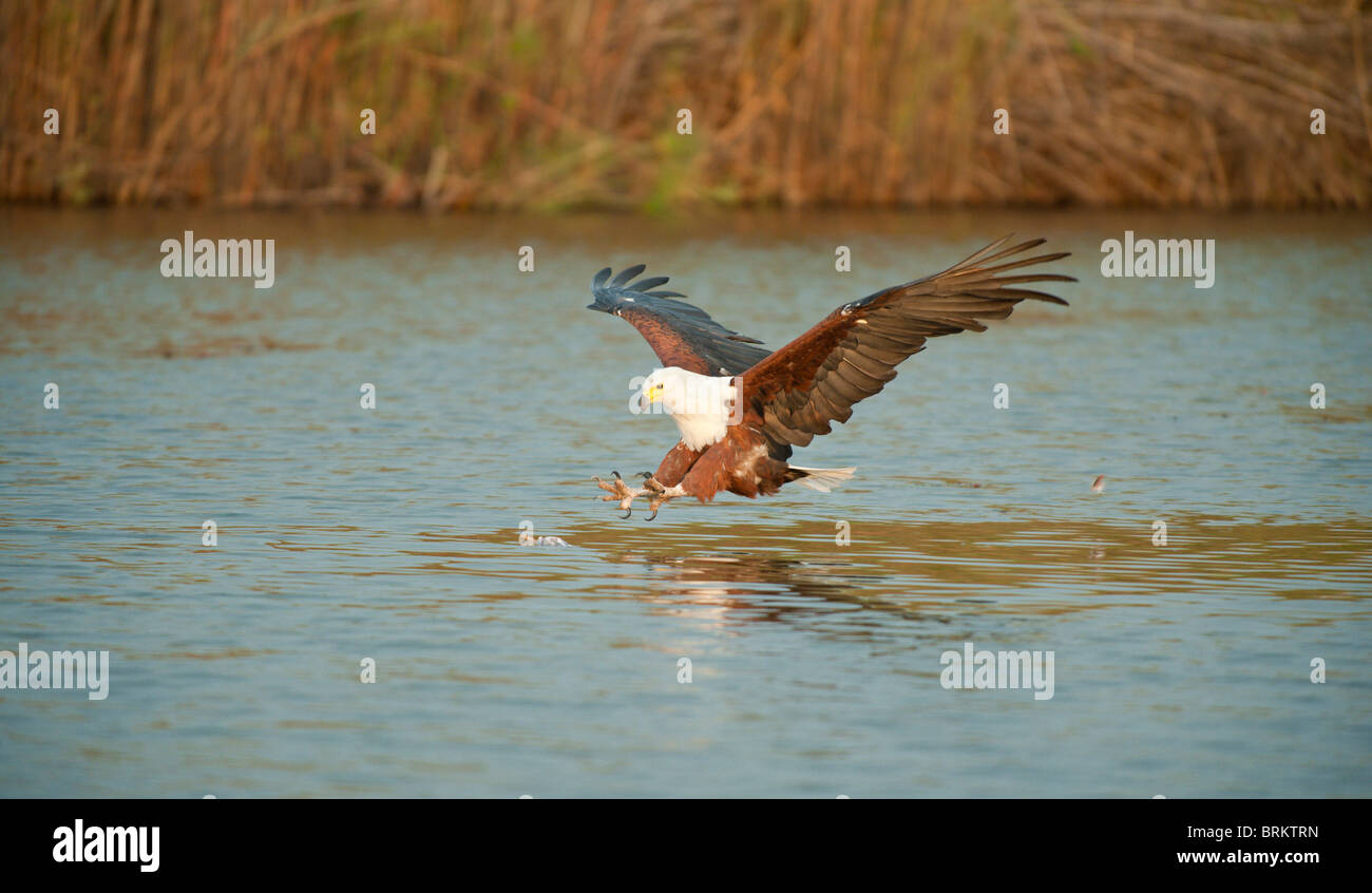 Fish-Eagle with its talons and wings outstretched preparing to catch a ...
