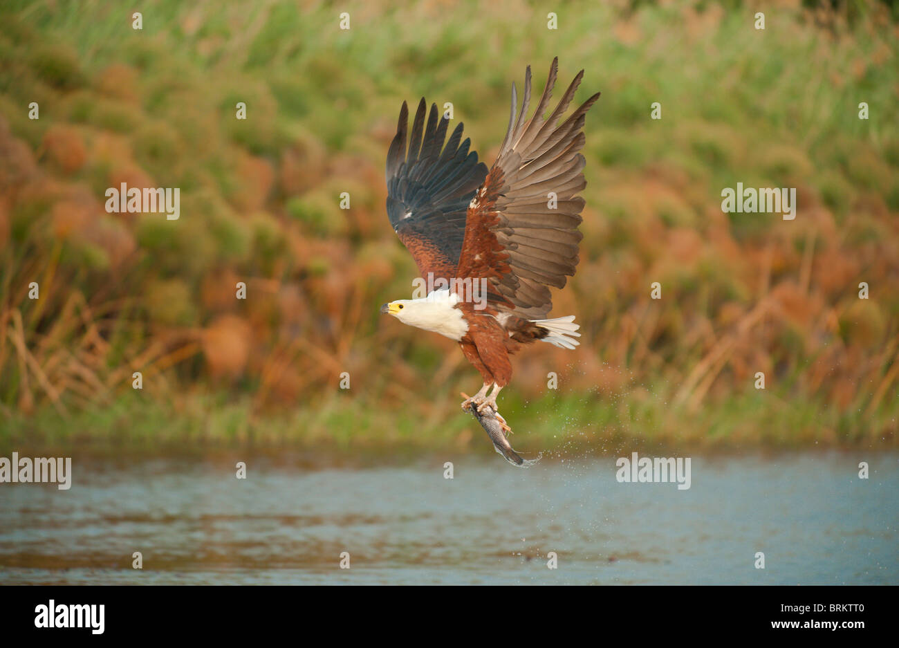 Fish eagle hi-res stock photography and images - Alamy