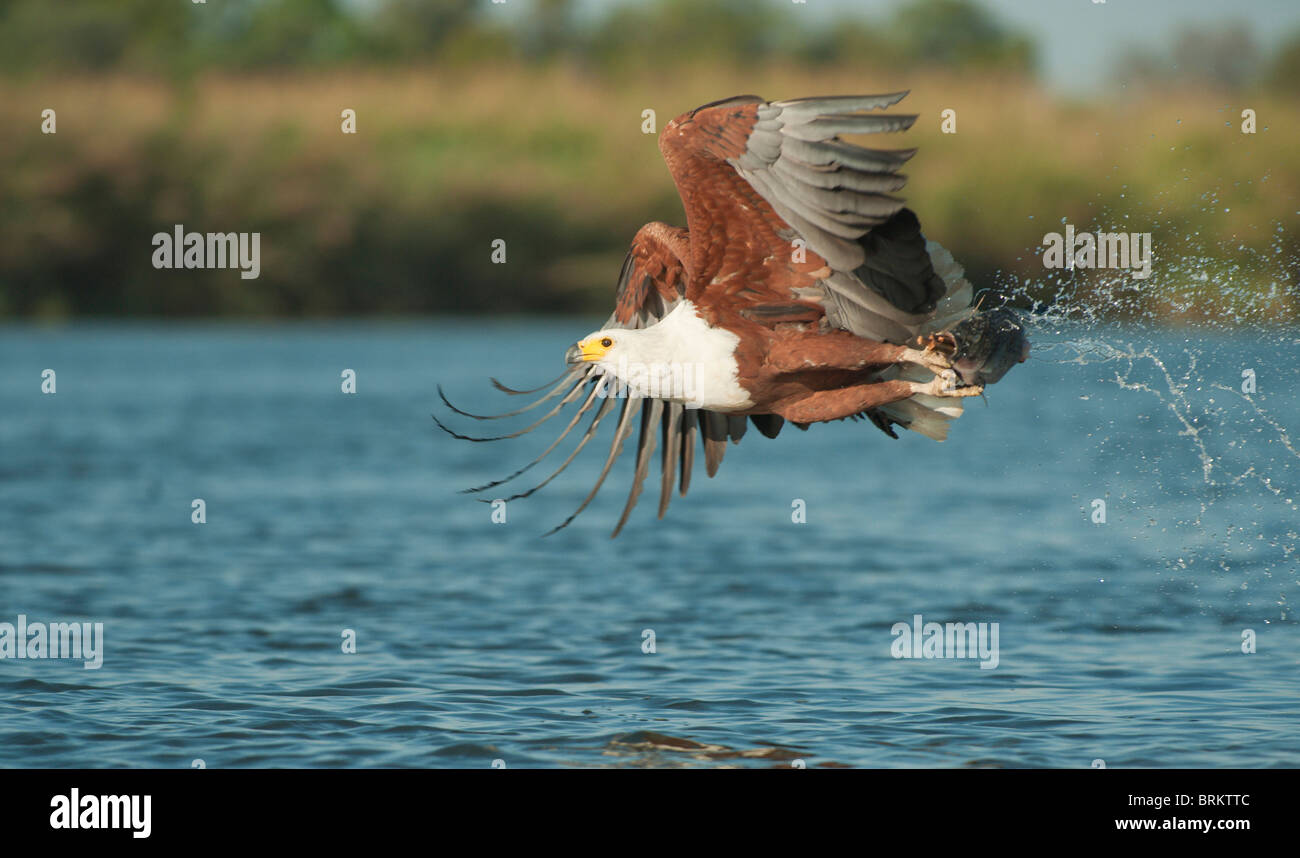 Fish-Eagle grabbing a fish out of water Stock Photo - Alamy