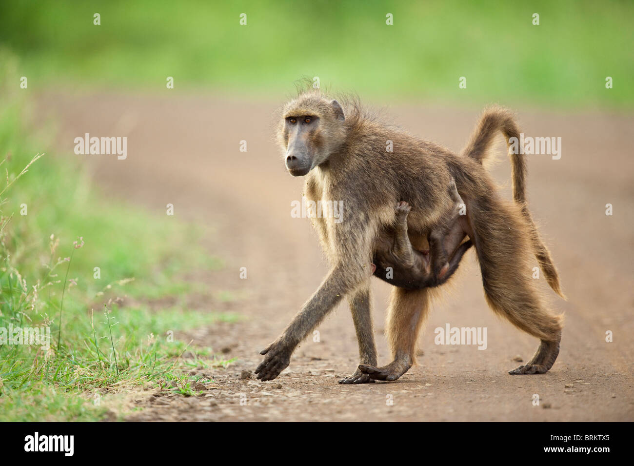 Baboon with baby hi-res stock photography and images - Alamy