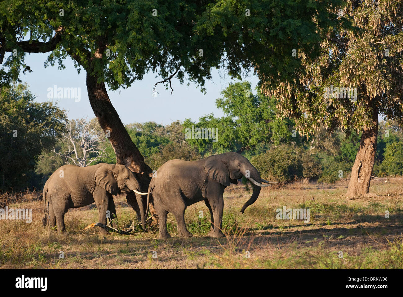 Feeding of elephants hi-res stock photography and images - Alamy