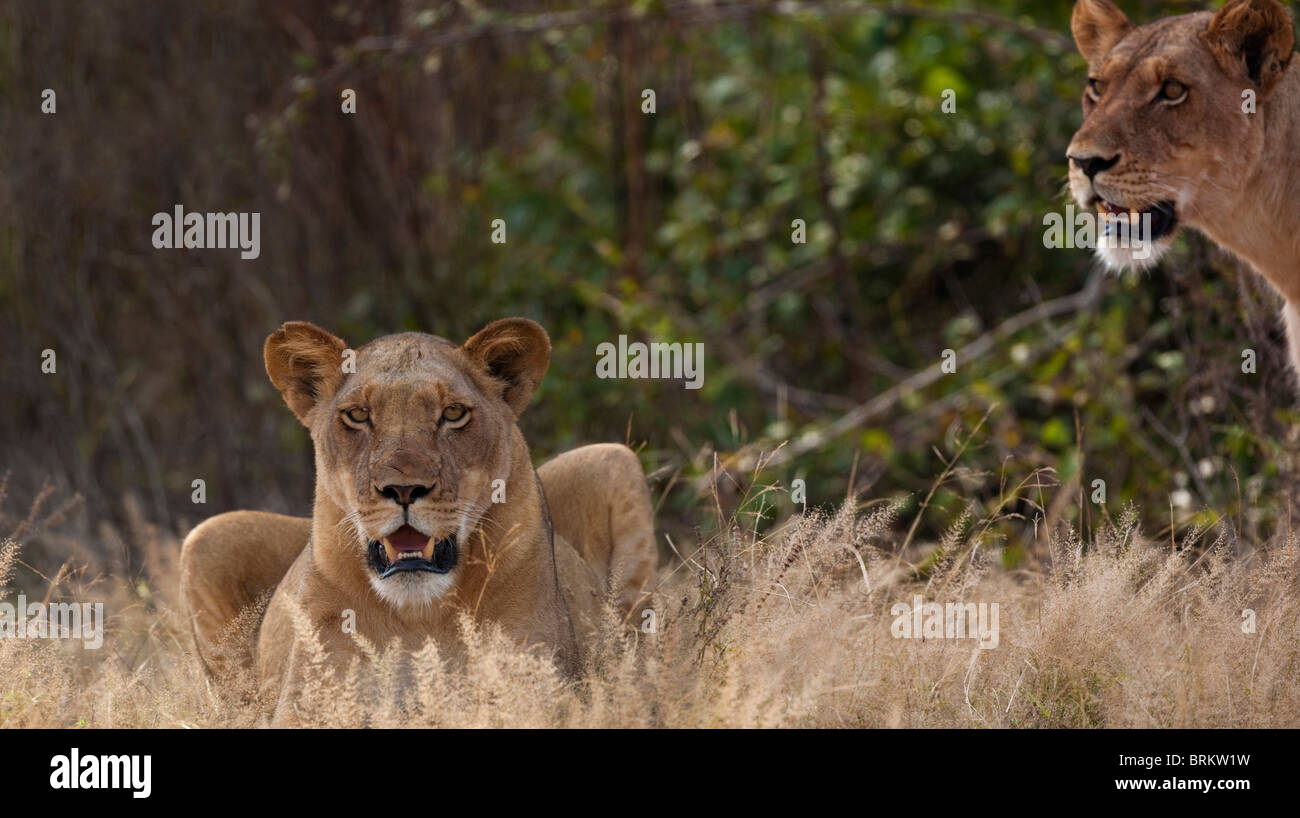 Frontal view of a lioness with a second looking into the frame Stock ...
