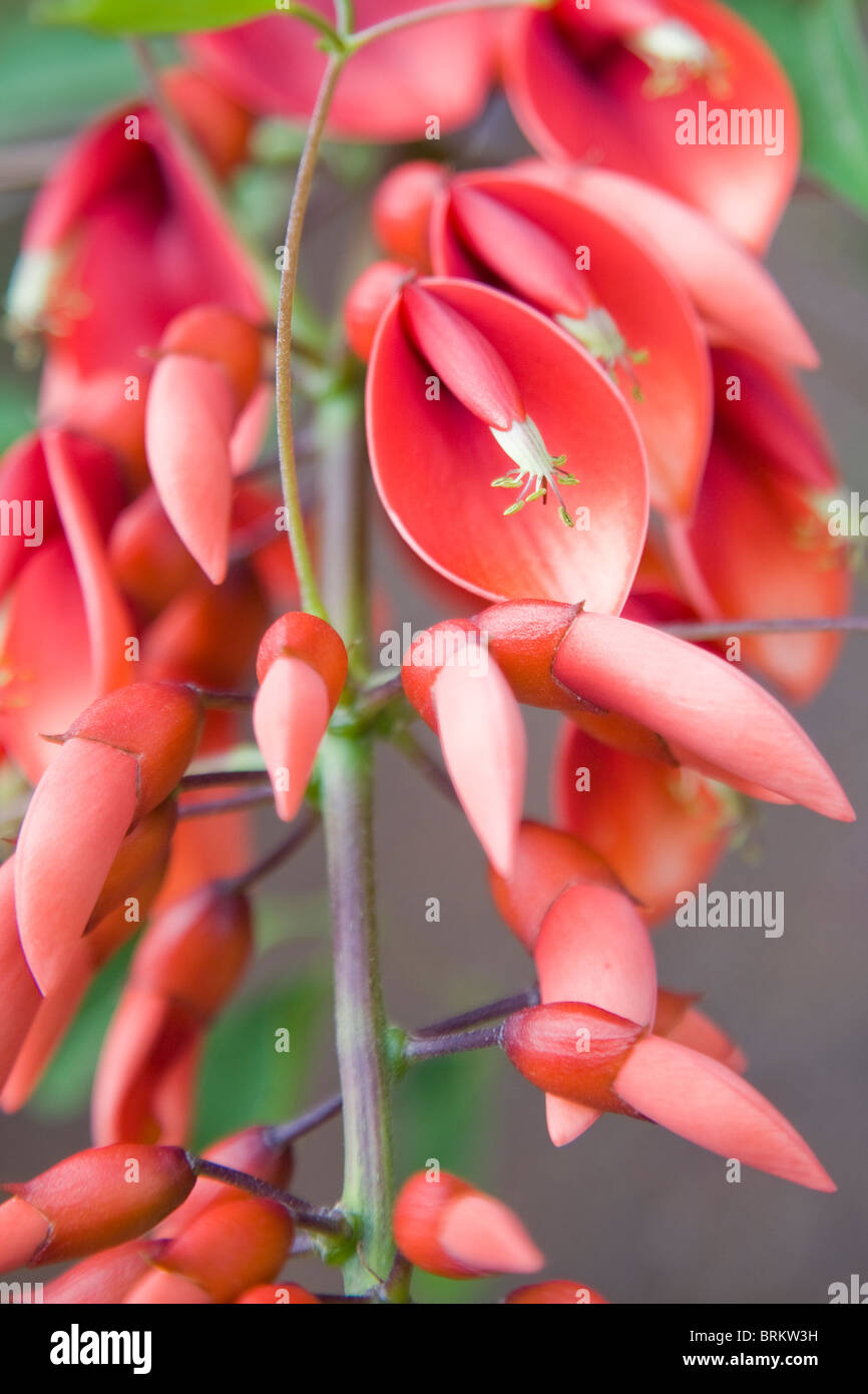 Erithrina crista-galli or the cockspur coral vine Stock Photo - Alamy