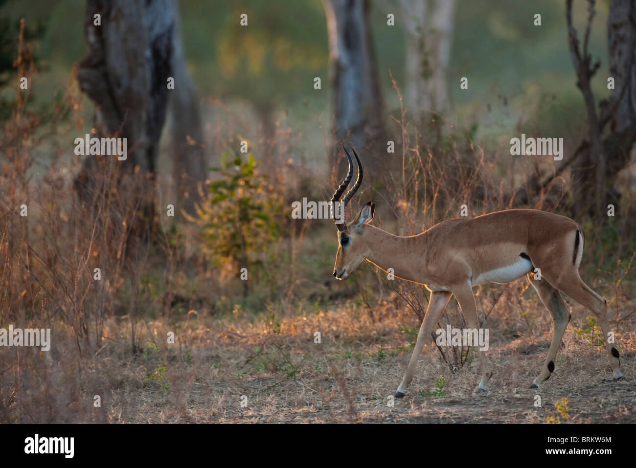 Sun backlit hi-res stock photography and images - Alamy