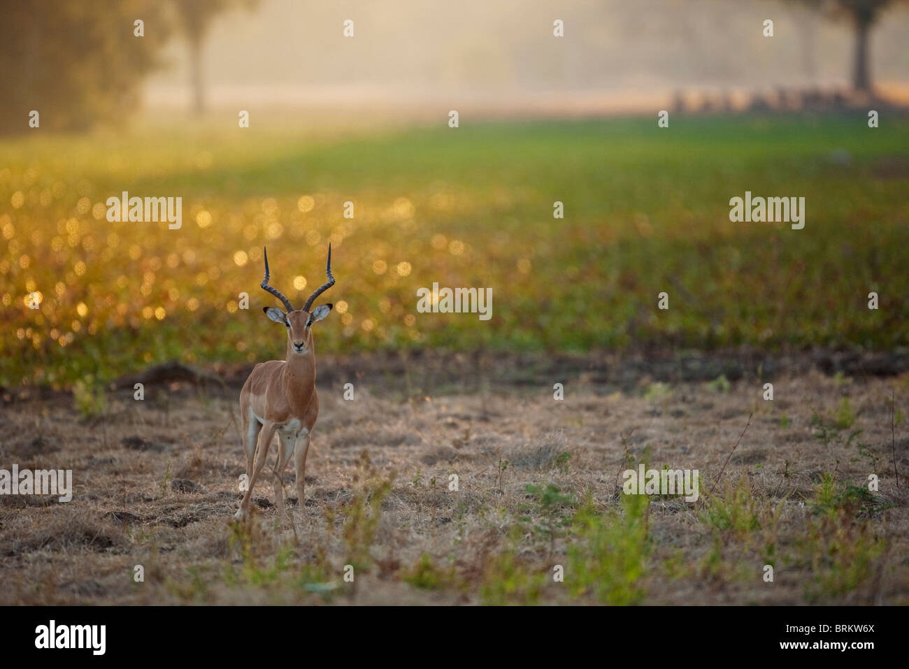 Sun backlit hi-res stock photography and images - Alamy