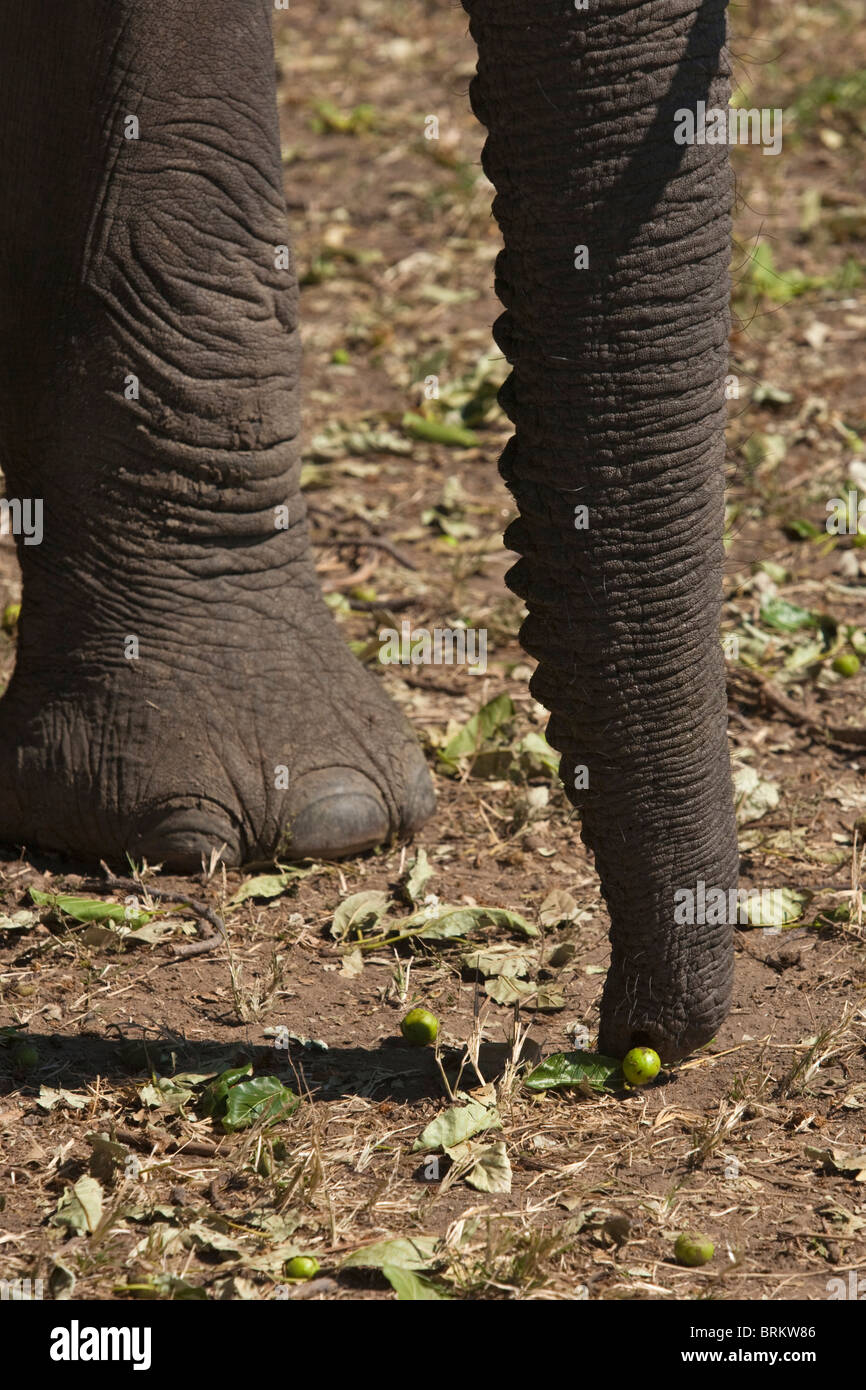 Close up of an elephant trunk picking up a fig which has fallen to the ...