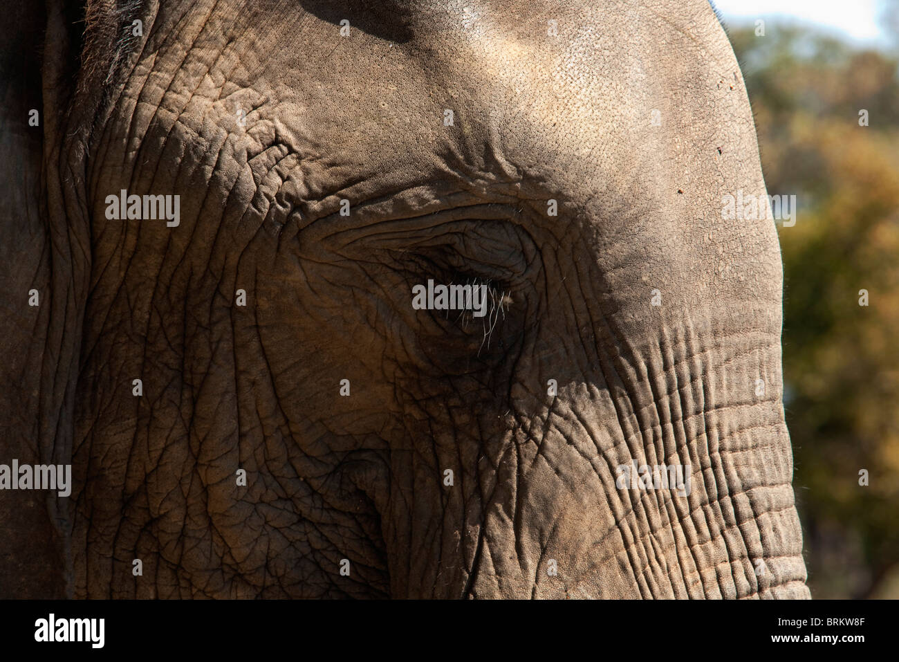 African elephant face hi-res stock photography and images - Alamy