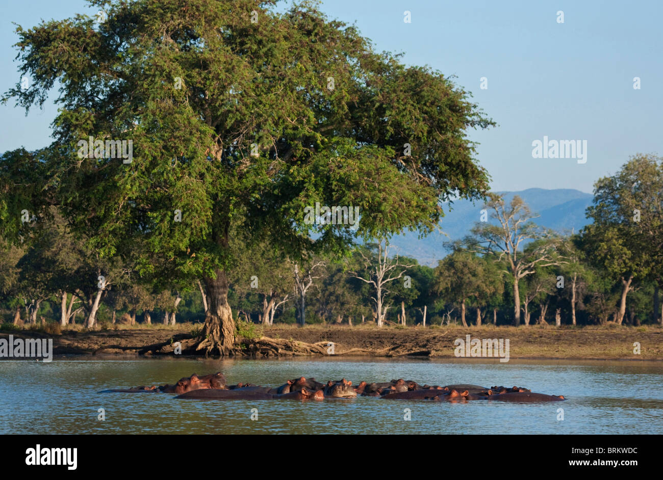 A pod of Hippopotamus in long pools at Mana pools viewed against a ...