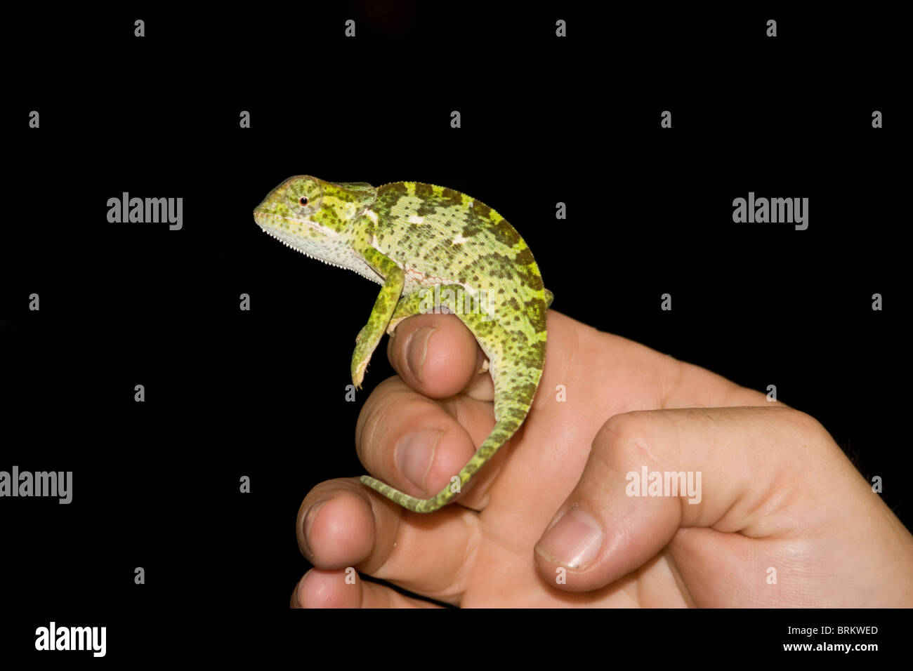 A guide shows off a chameleon balancing on his fingers on a night drive ...