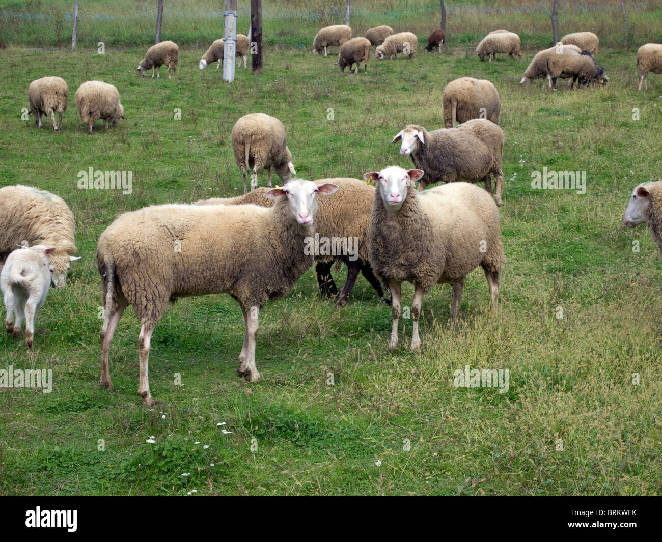 Beast of the balkans hi-res stock photography and images - Alamy