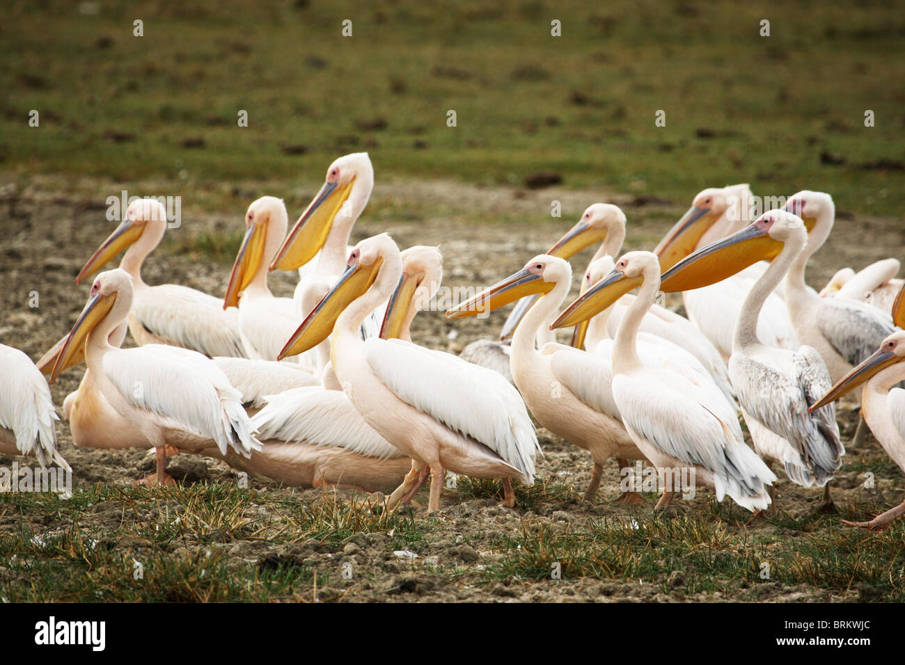 Great white pelicans Stock Photo - Alamy