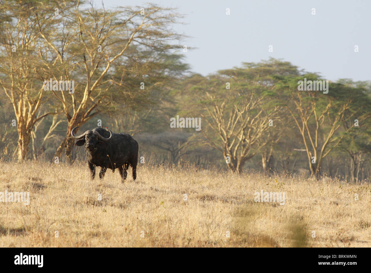 Lone buffalo in fever tree forest Stock Photo - Alamy