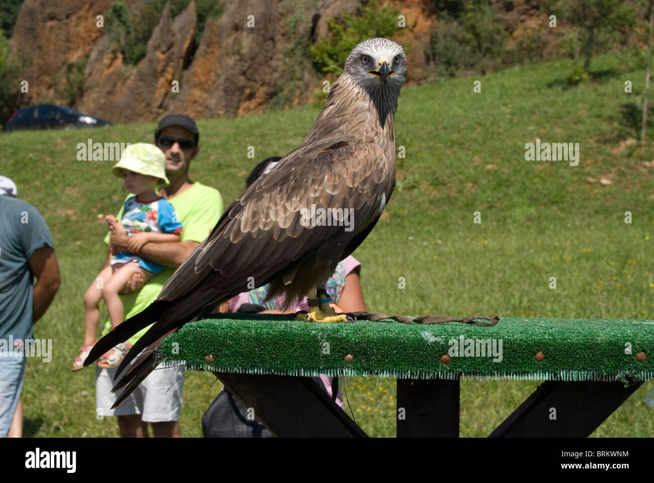 Black Kite (Milvus migrans) at a falconry exhibition Stock Photo - Alamy