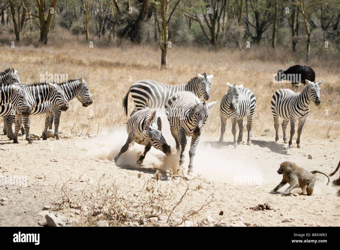 Two zebra fighting and kicking up dust in the midst of the herd, with ...
