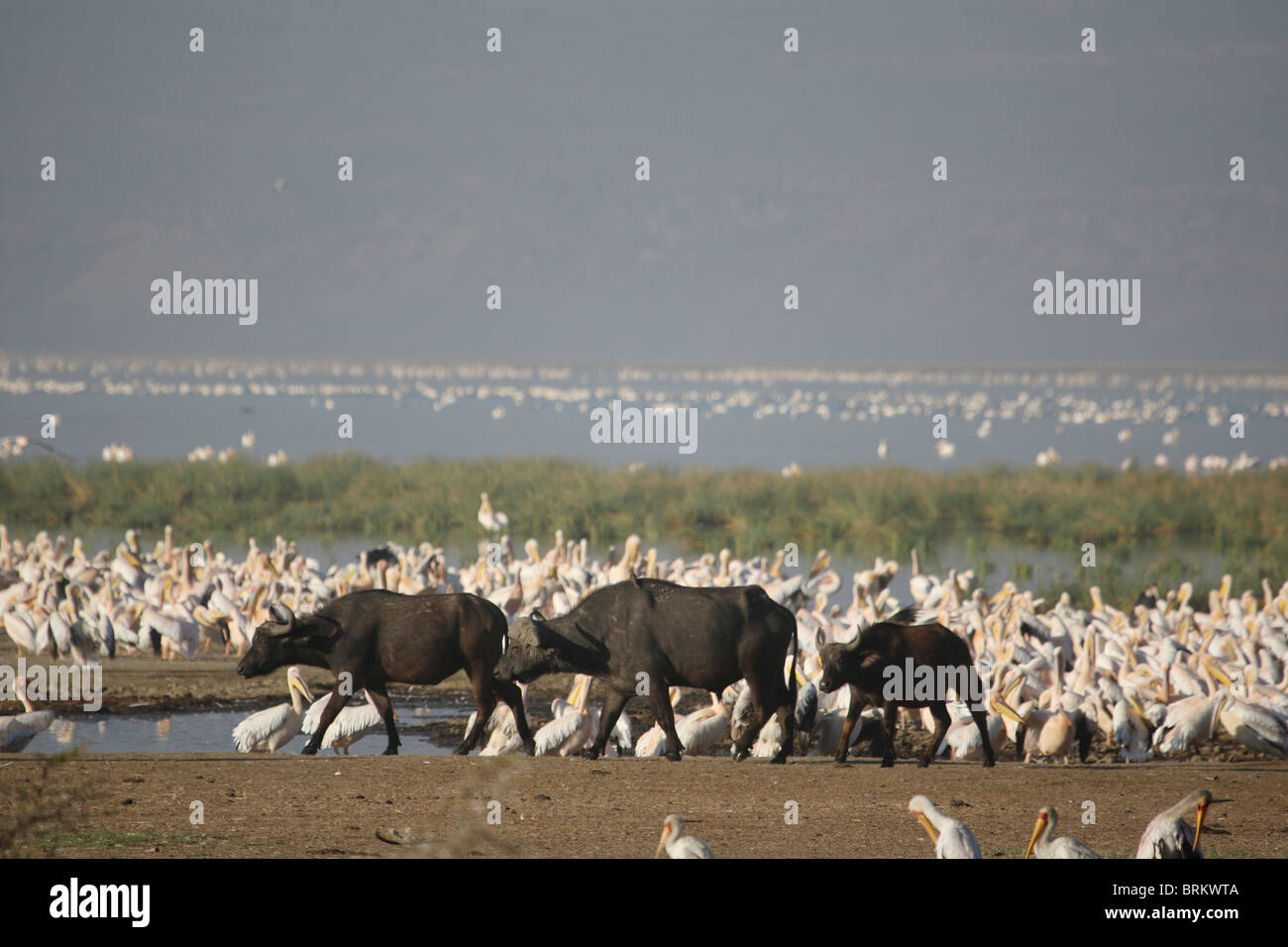 Buffalo and massive flock of great white pelicans at Lake Nakuru Stock ...