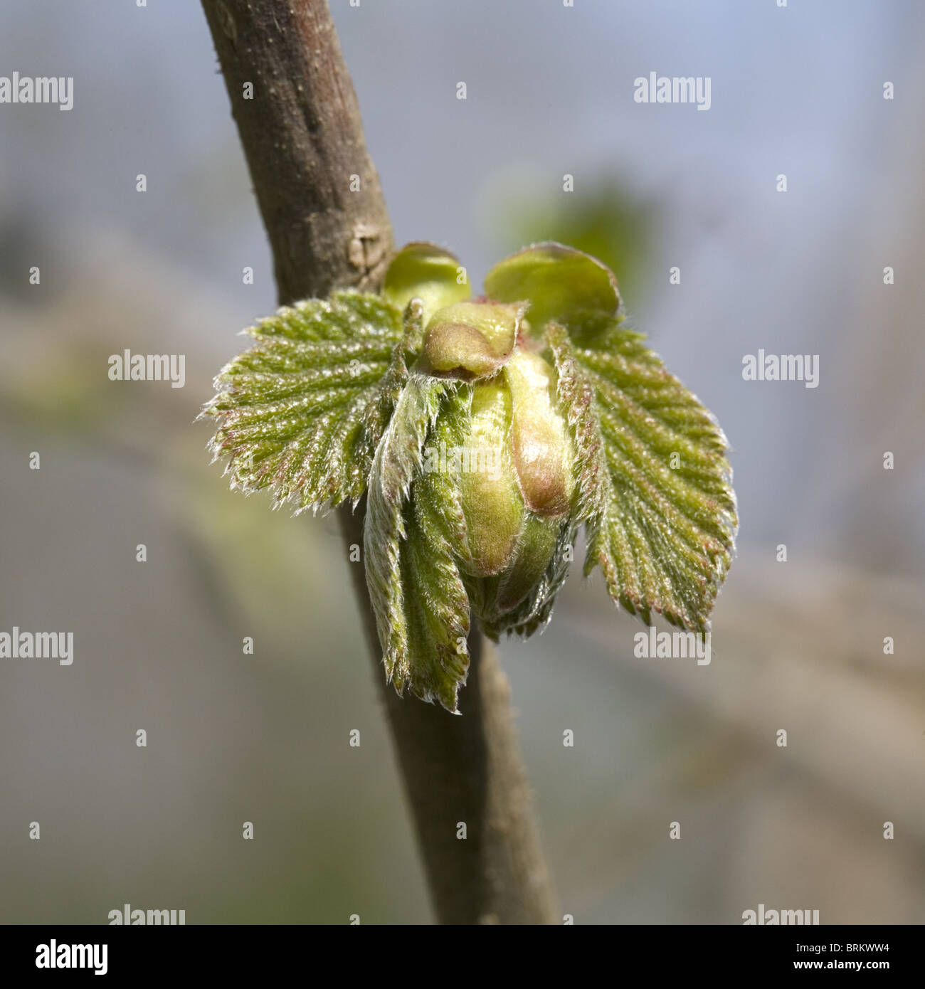 Sprouting leaves of Common Hazel (Corylus avellana), Hummelo ...