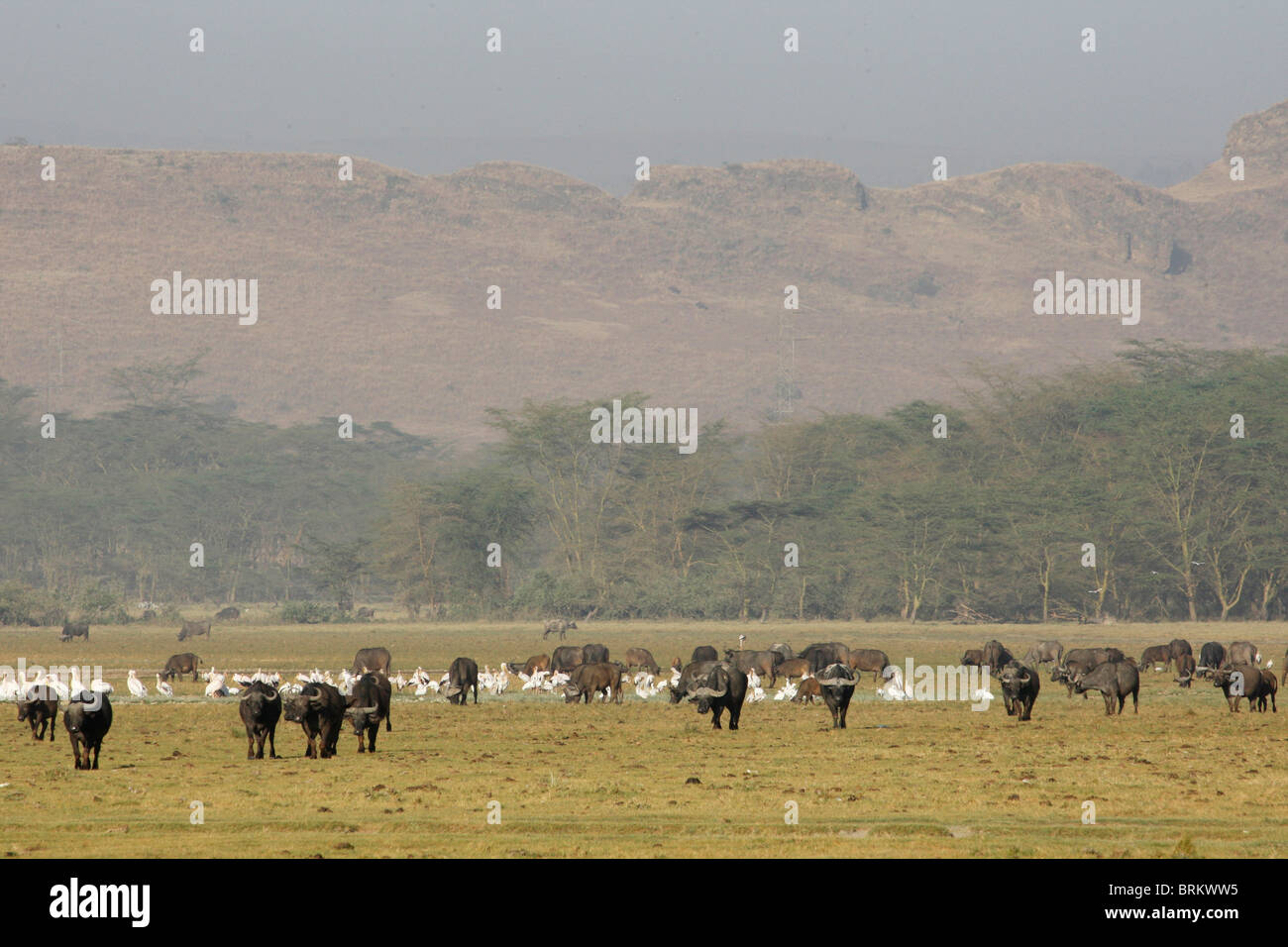 Buffalo and large flock of great white pelicans at Lake Nakuru Stock ...