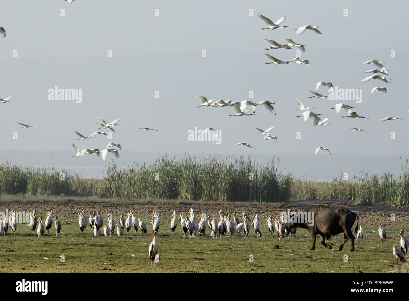 Buffalo breeding hi-res stock photography and images - Alamy