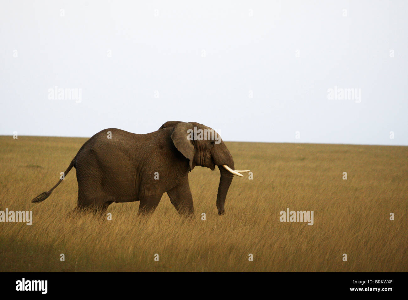 Lone Elephant walking through long dry grass Stock Photo - Alamy