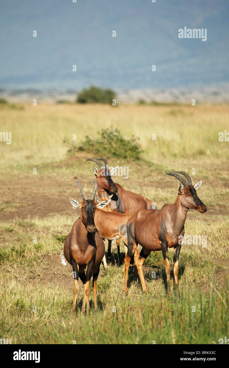 Group of four Topi bulls on the Masai Mara plains Stock Photo - Alamy