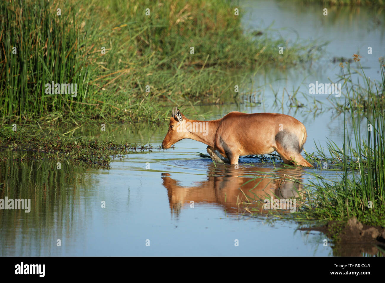 Mara serena lodge hi-res stock photography and images - Alamy