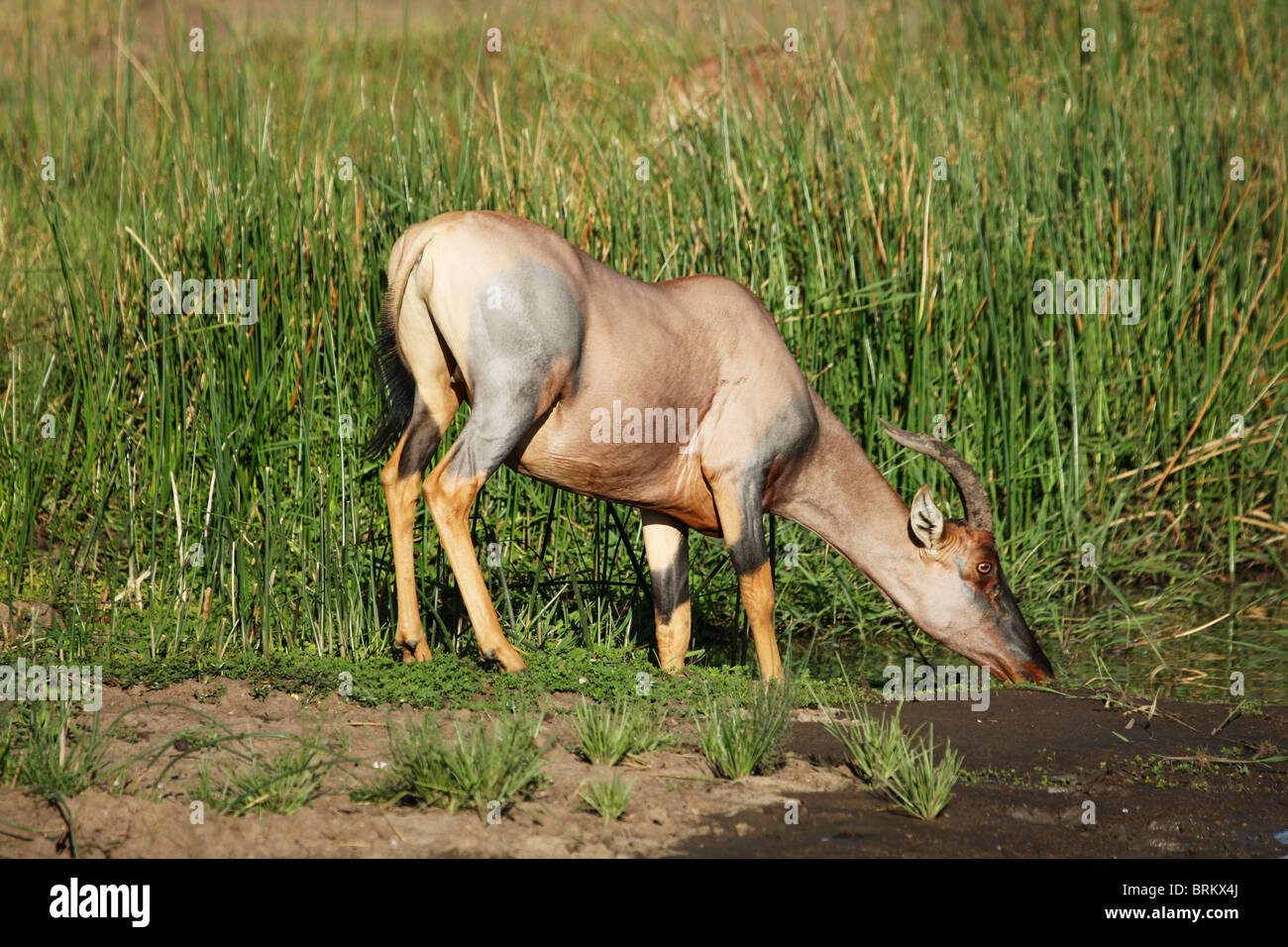 Topi bull drinking from a stream Stock Photo - Alamy
