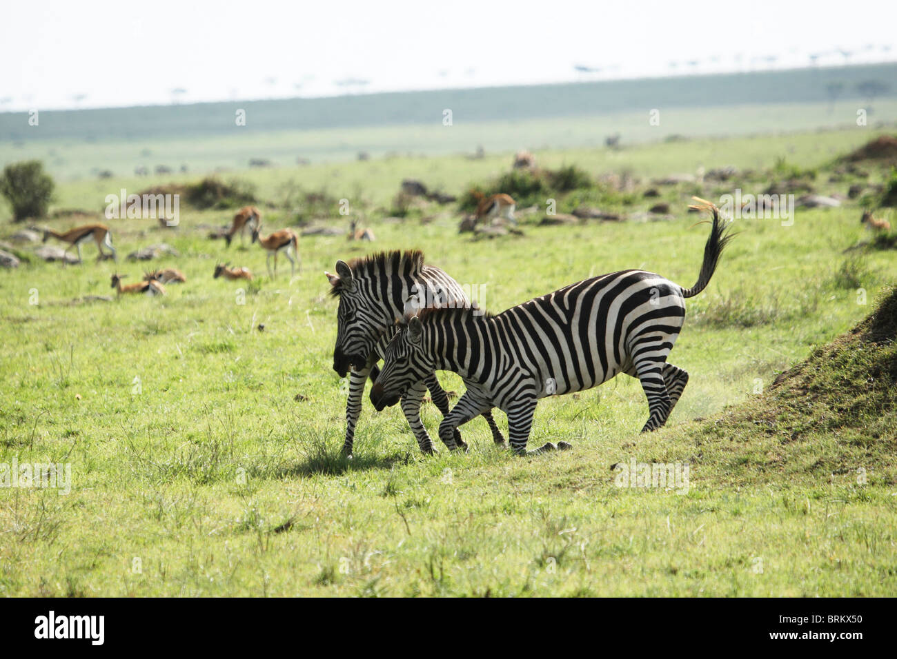 Two Zebra fighting with herd of Thompson's gazelle in the background ...