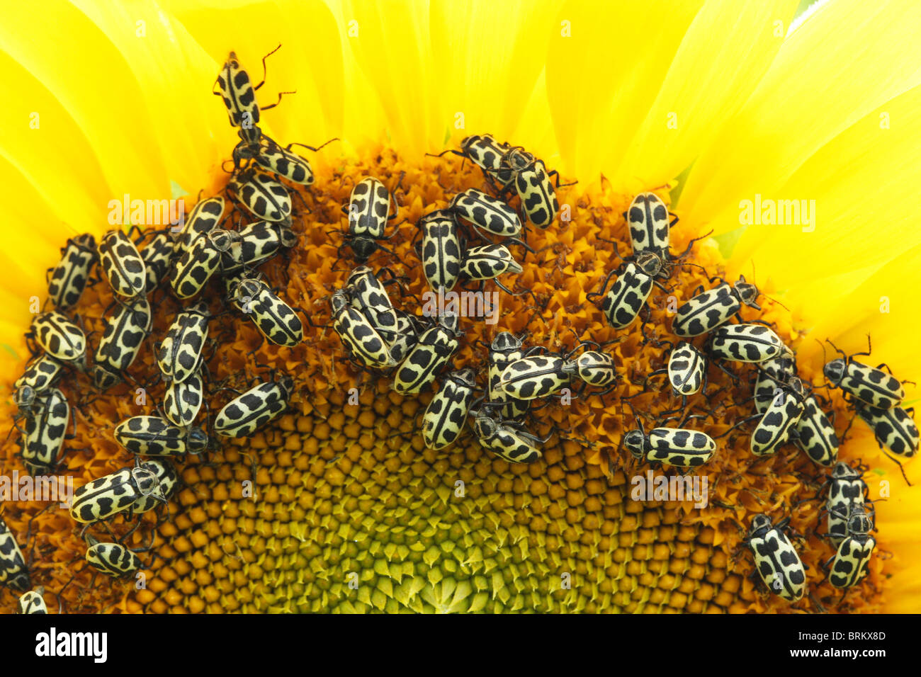 Pollen feeding beetles hi-res stock photography and images - Alamy