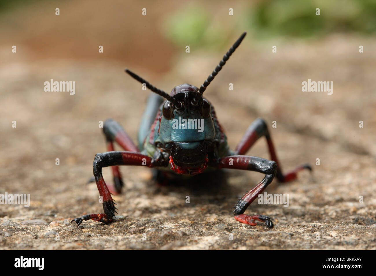 African locust hi-res stock photography and images - Alamy