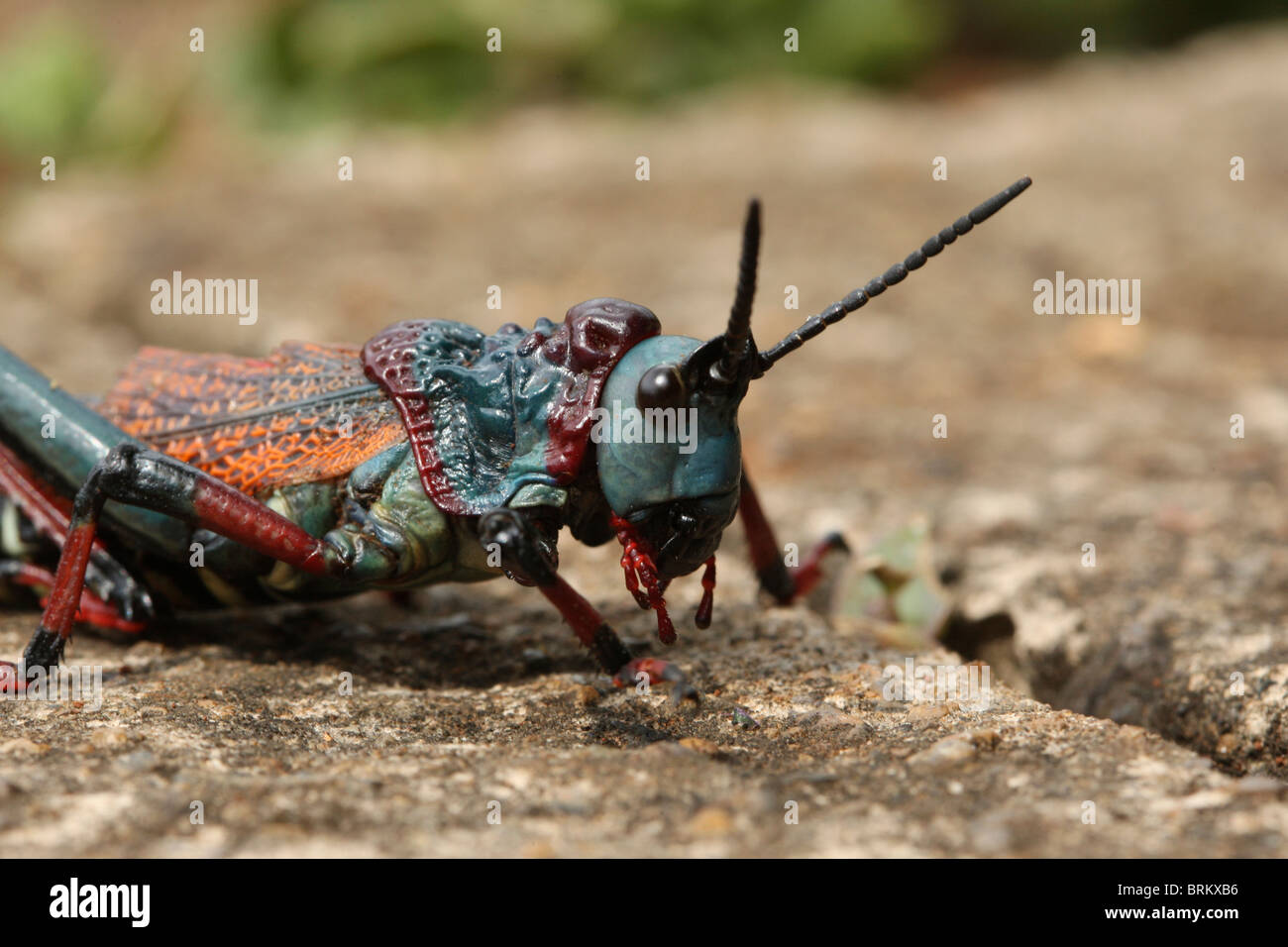 Locust Insect Identification