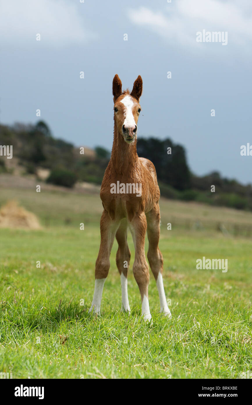 Young foal standing in a field Stock Photo - Alamy