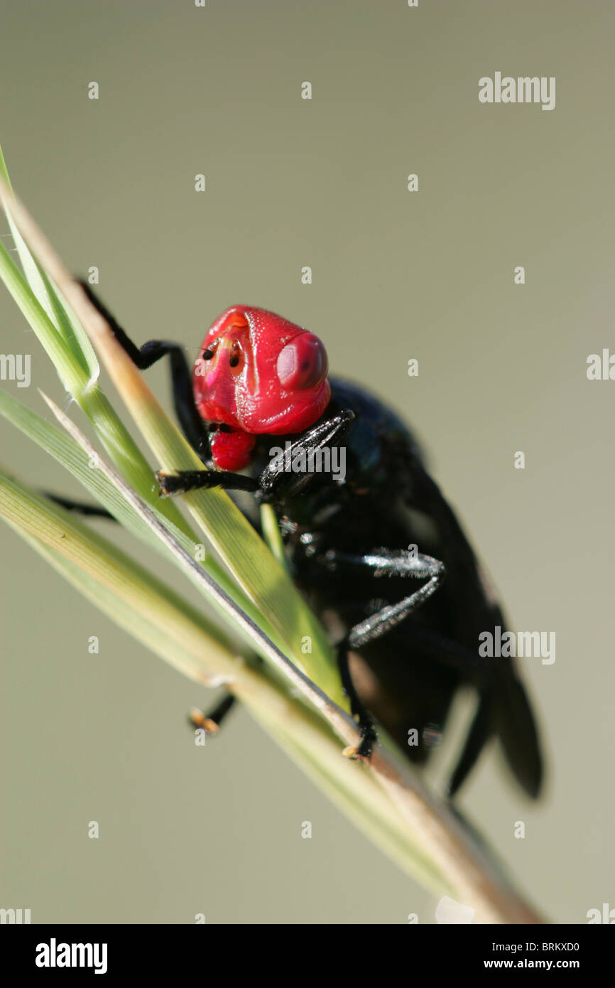 Red headed hi-res stock photography and images - Alamy