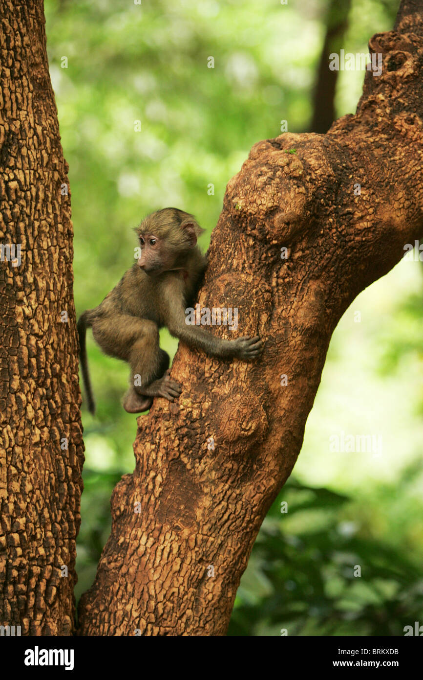 Olive baboon climbing tree hi-res stock photography and images - Alamy