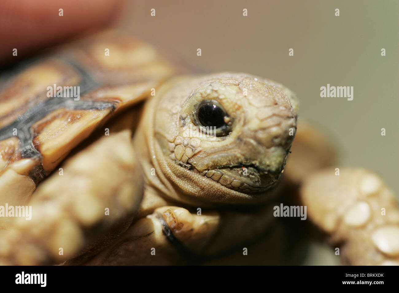 Young Leopard tortoise portrait Stock Photo - Alamy