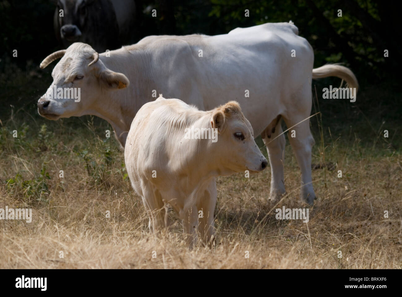 Cattle farming in spain hi-res stock photography and images - Alamy