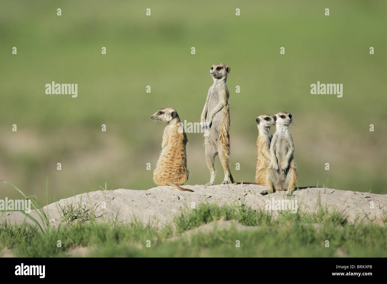 Standing suricate hi-res stock photography and images - Alamy