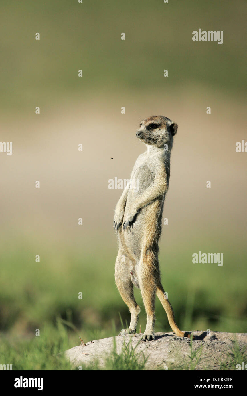 Meerkat (Suricate) sentry standing Stock Photo - Alamy