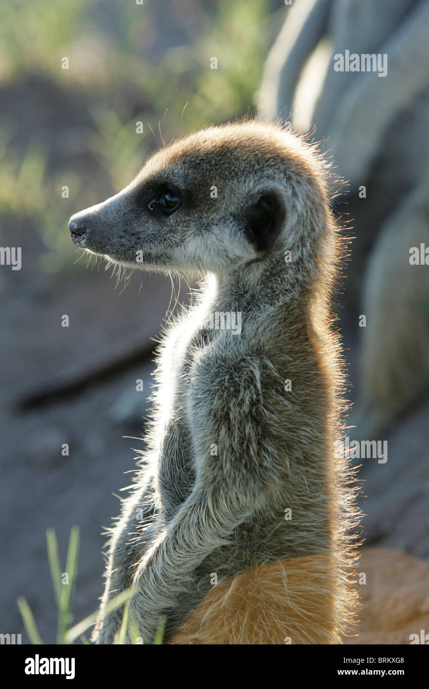 Posture side view hi-res stock photography and images - Alamy